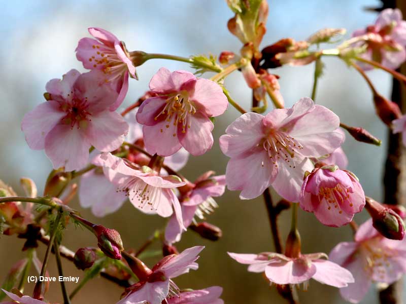 x kanzakura kawazu - Keele University