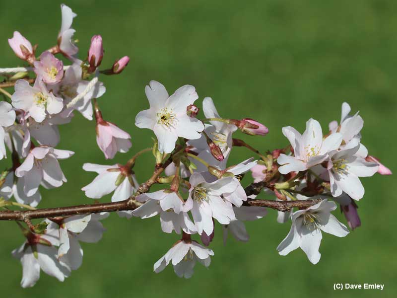 x yedoensis Awanui - Keele University